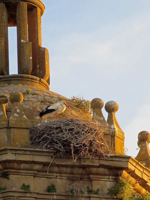 Storks in Strange Places – camino times two